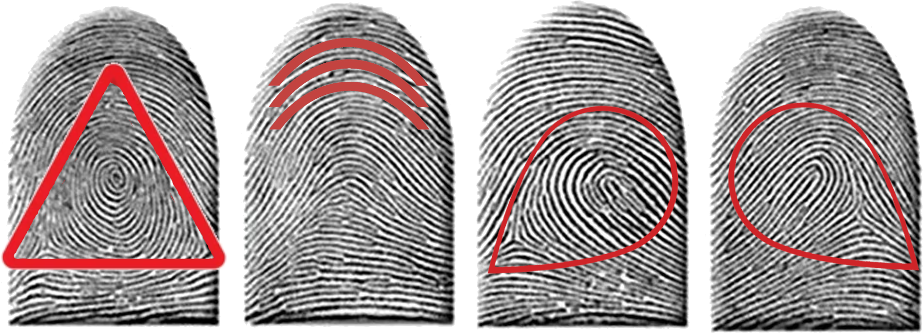 Huellas Dactilares: El Secreto de tu Identidad - Mictlan Forensic